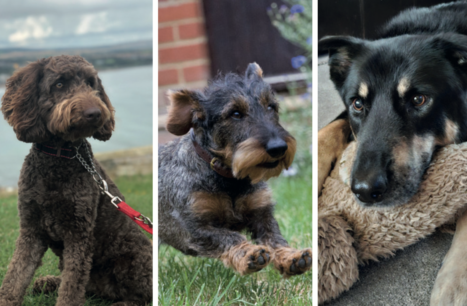 Four-legged Friends At Thetford Academy's Sixth Form | About Thetford